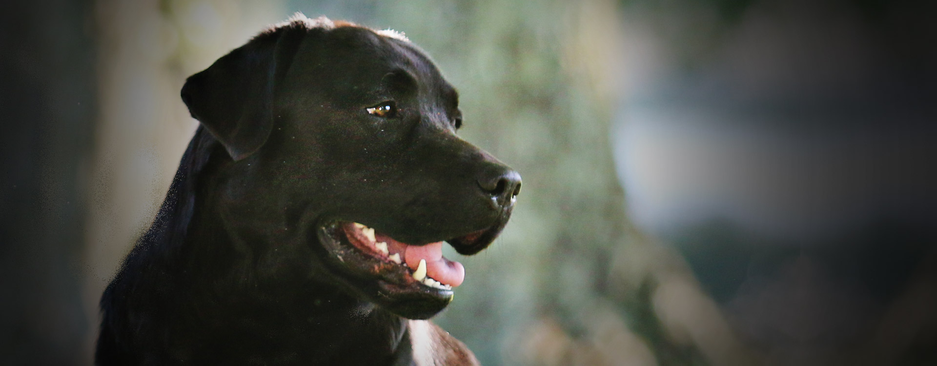 Kampmeier Labradors | Maverick