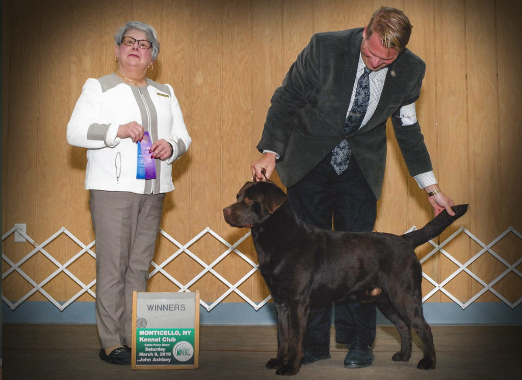 Kampmeier Labradors | Retired
